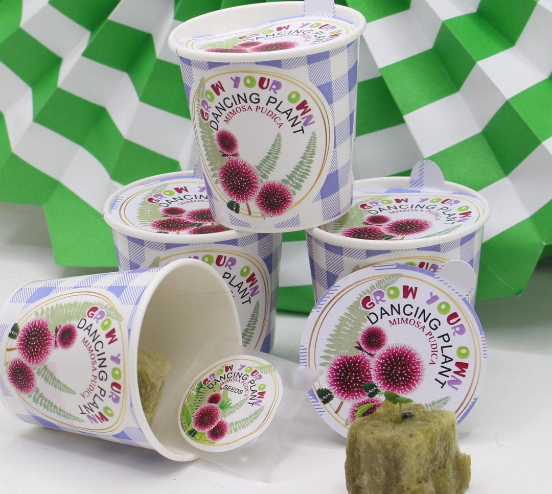 Grow Your Own Dancing Flower, Mimosa Pudica Seeds Teacher End of Term ...