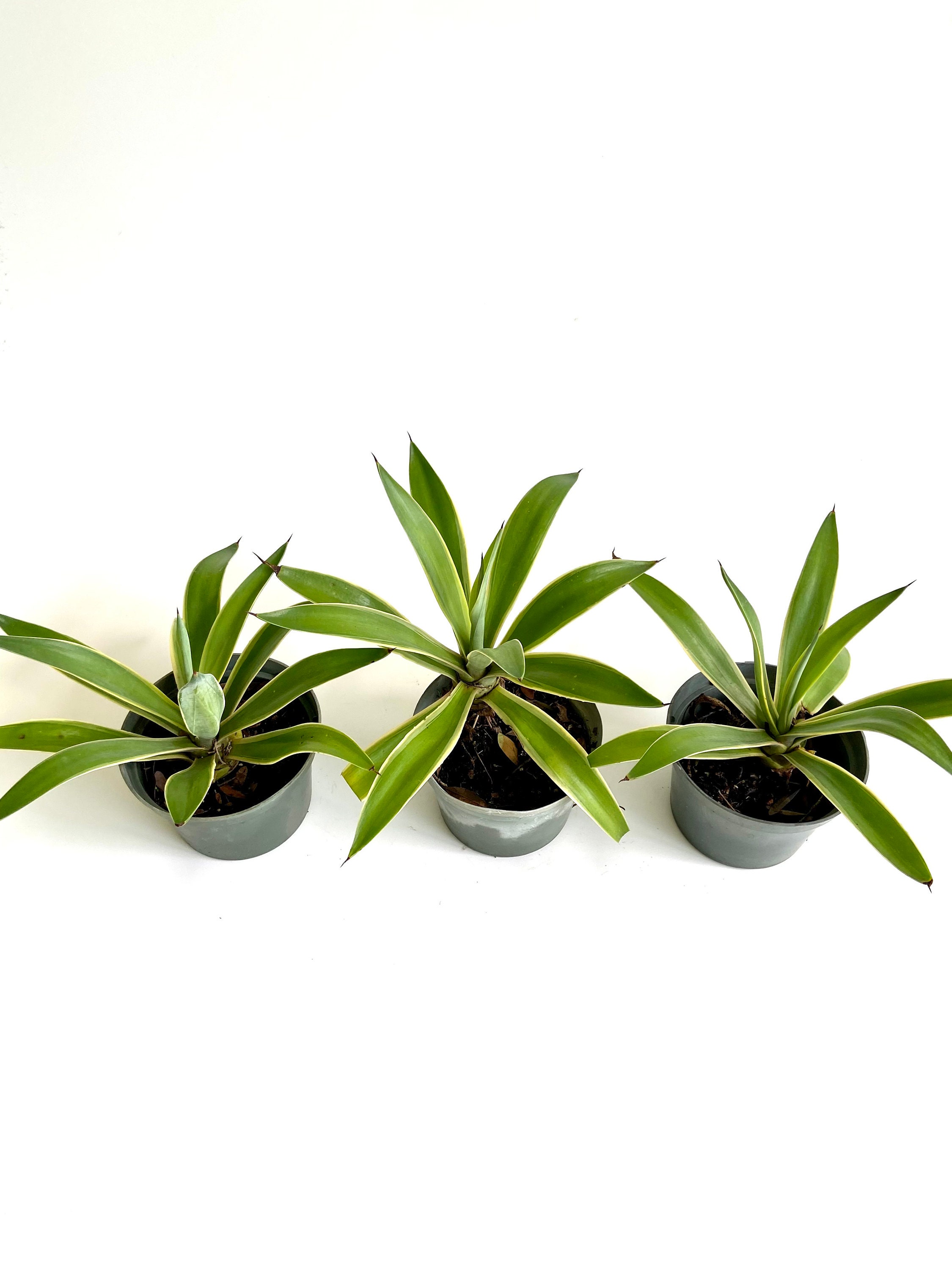 Agave Century Plant, 6 Container, Agave Variegata, Variegated Agave ...