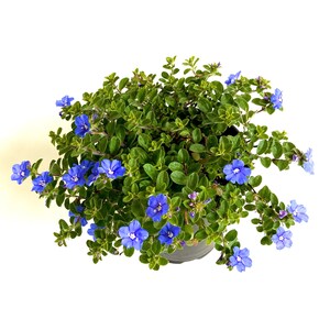 Blue Daze Plant, 6 Pot, Butterfly Plant, Pollinator Plant, Dwarf ...