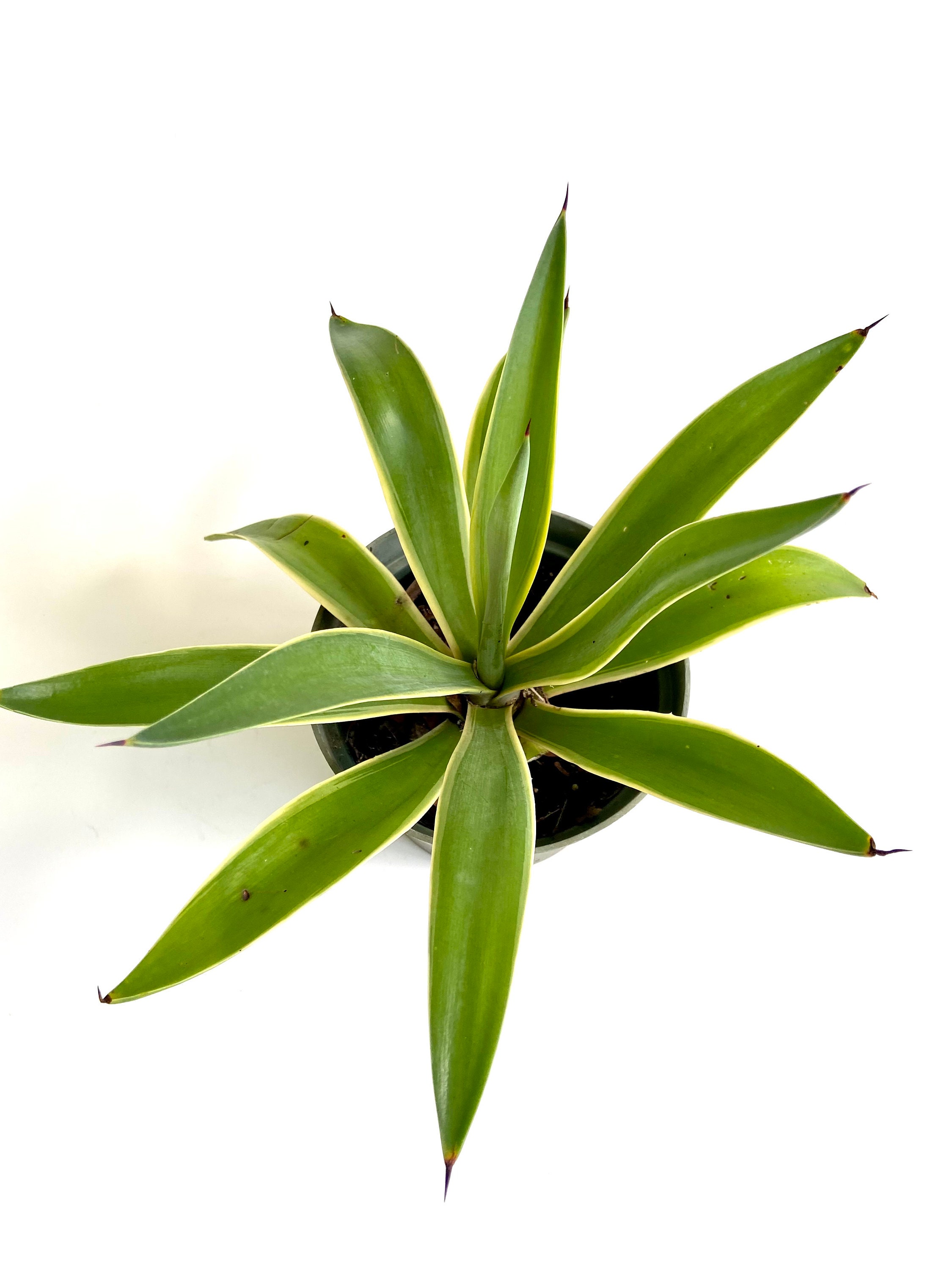 Agave Century Plant, 6 Container, Agave Variegata, Variegated Agave ...