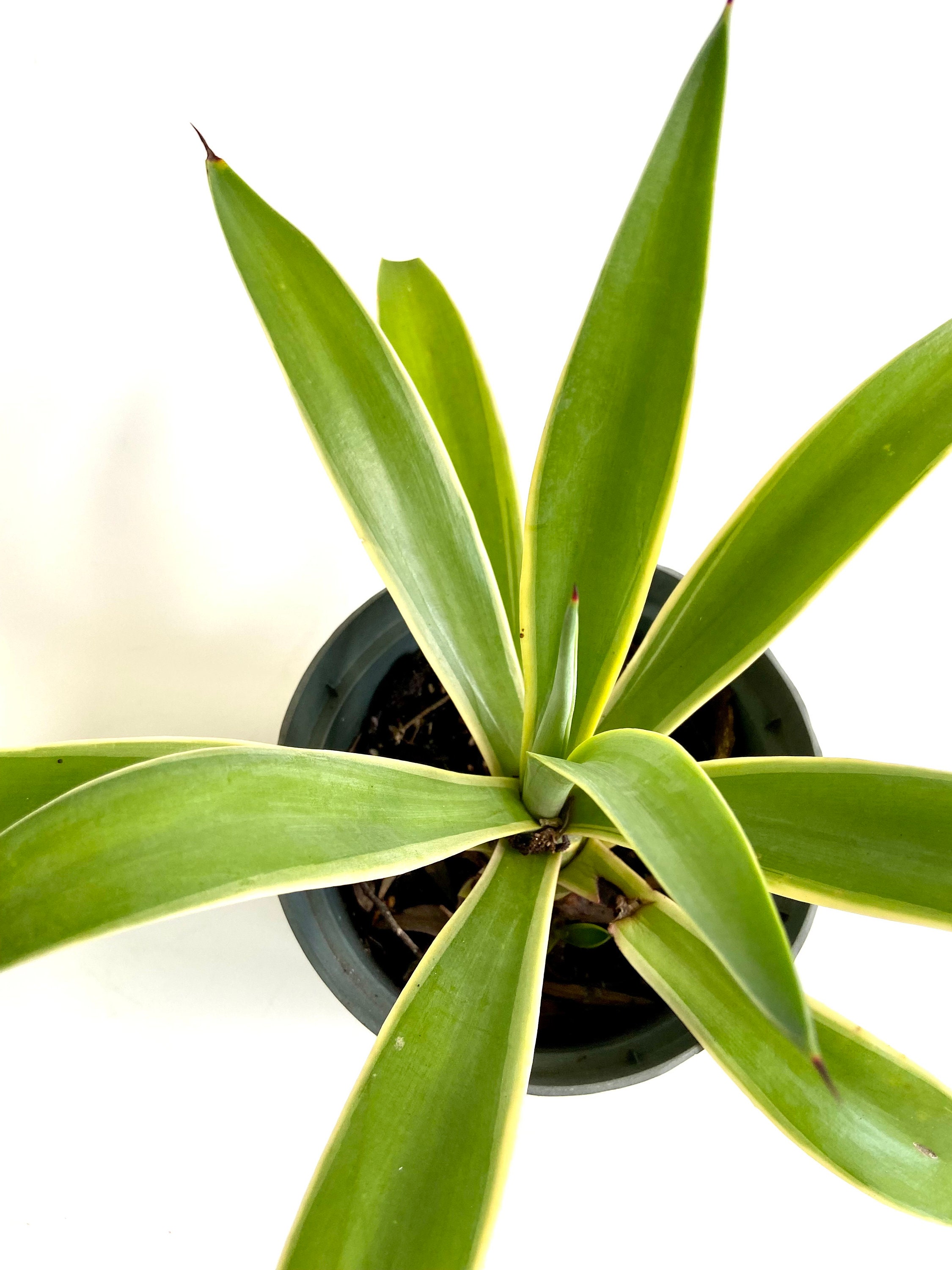 Agave Century Plant, 6 Container, Agave Variegata, Variegated Agave ...