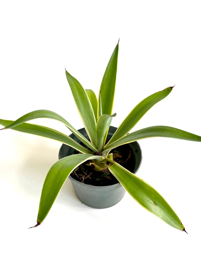 Agave Century Plant, 6 Container, Agave Variegata, Variegated Agave ...