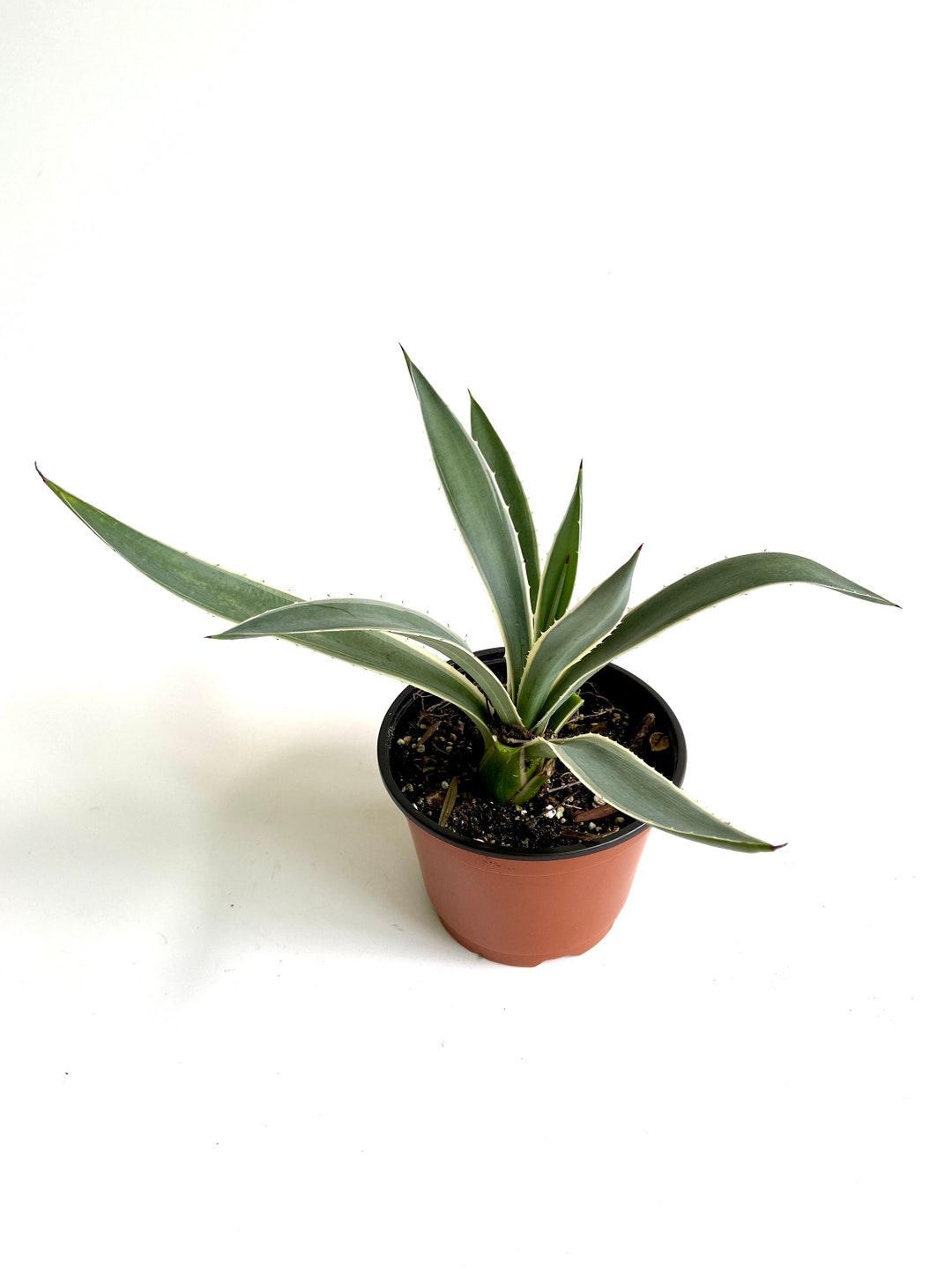 Agave Plant, 6 Container, Variegated Caribbean Agave, Agave ...