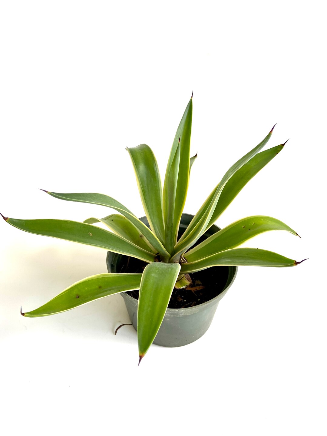 Agave Century Plant, 6 Container, Agave Variegata, Variegated Agave ...