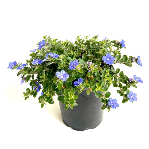 Blue Daze Plant 6 Pot Butterfly Plant Pollinator Plant - Etsy