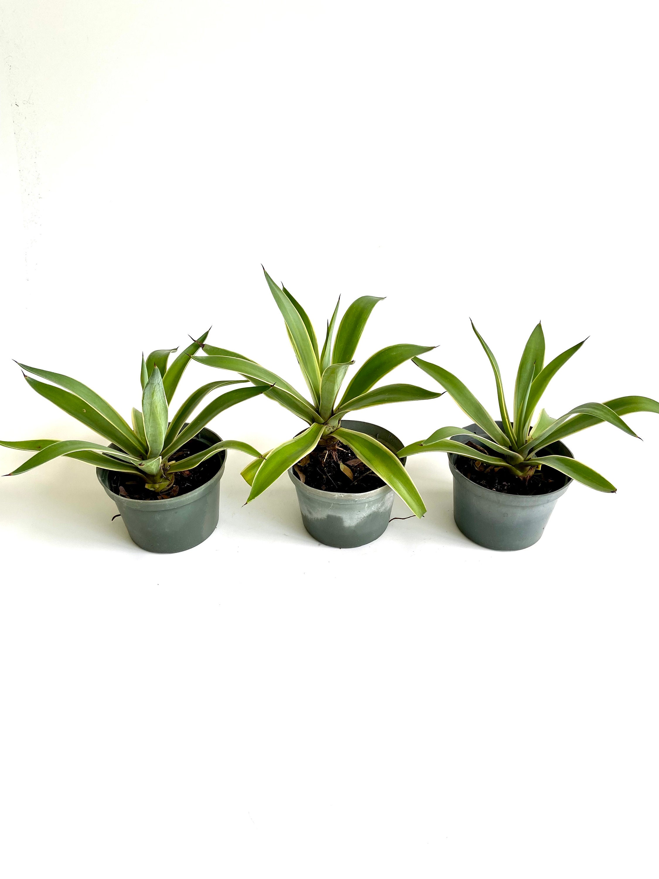 Agave Century Plant, 6 Container, Agave Variegata, Variegated Agave ...