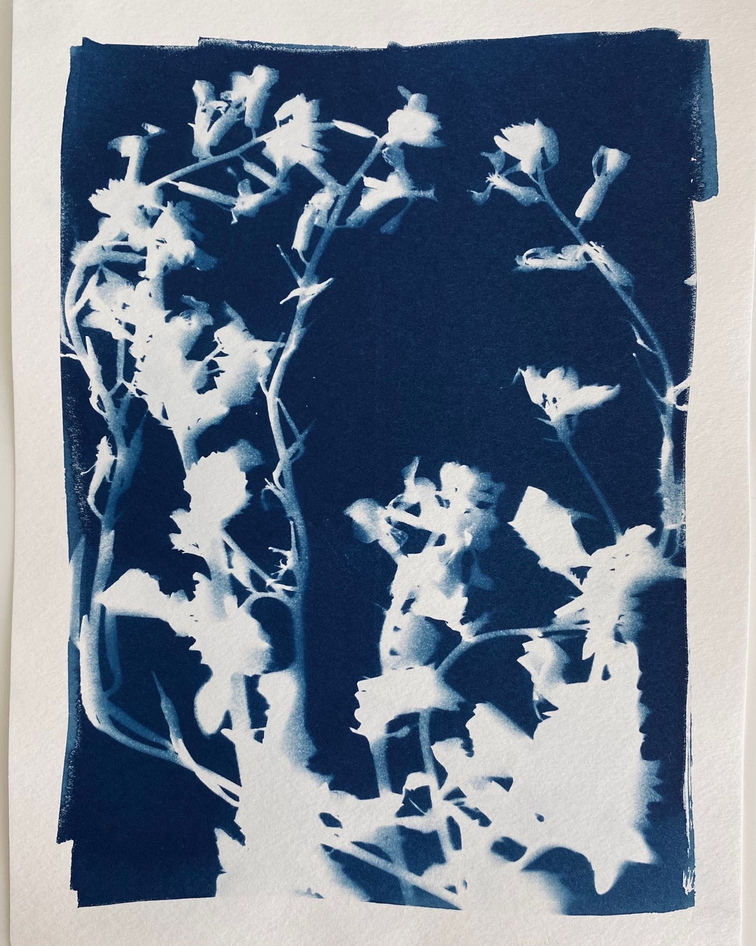 Original Cyanotype, Botanical Art, Blue Monotype, 9 X 12 Heavyweight ...