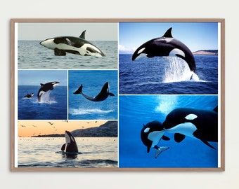 Orca Photo Print - Etsy