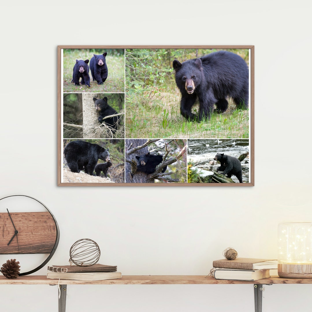 Black Bear Photography Printable Wall Art Collage, Nature Photography ...