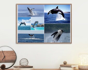 Dolphin Photo Collage - Etsy