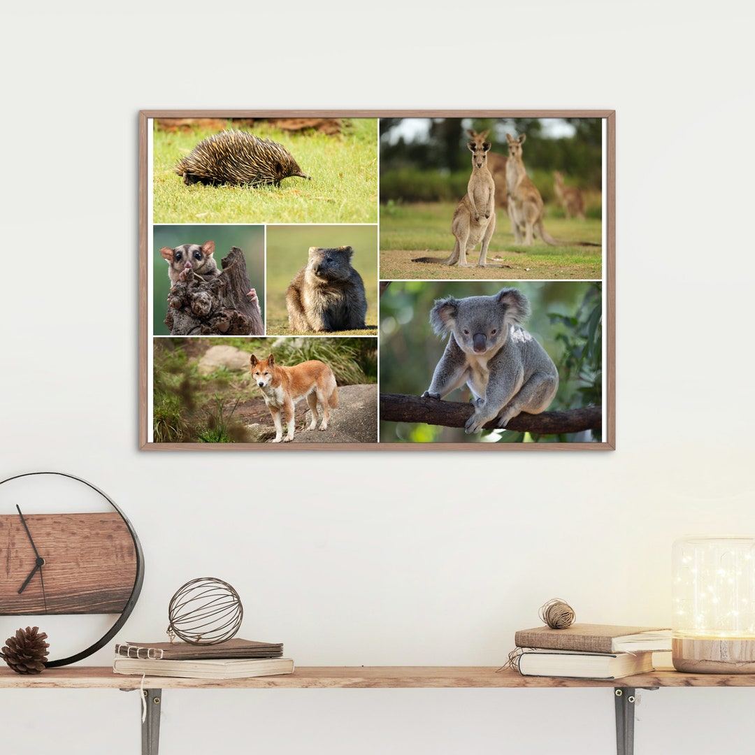 Australian Animal Printable Wall Art Collage Nature Photography Collage ...