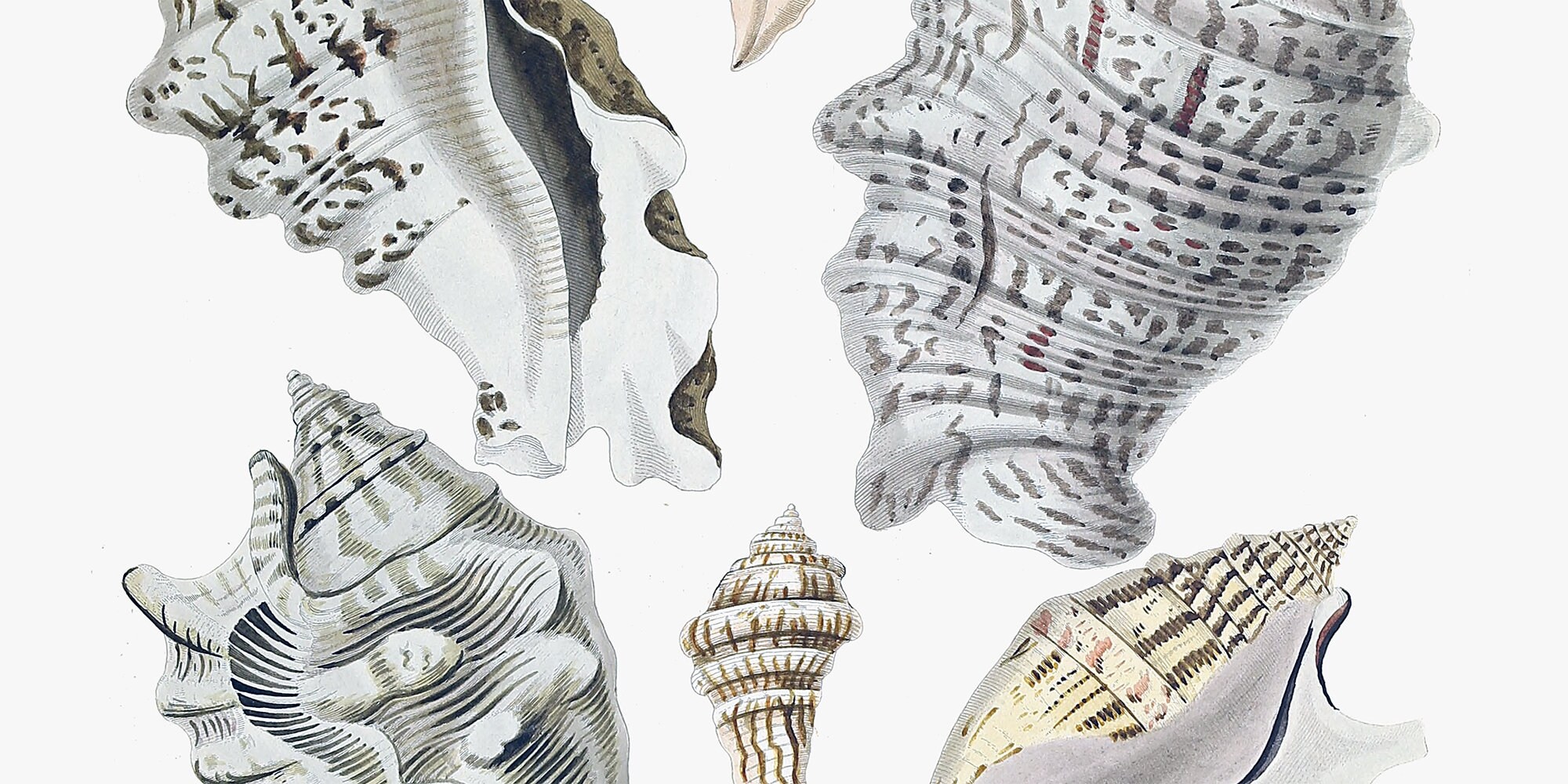 Vintage Seashell Poster Coastal Wall Art Vintage Shells Print Beach ...