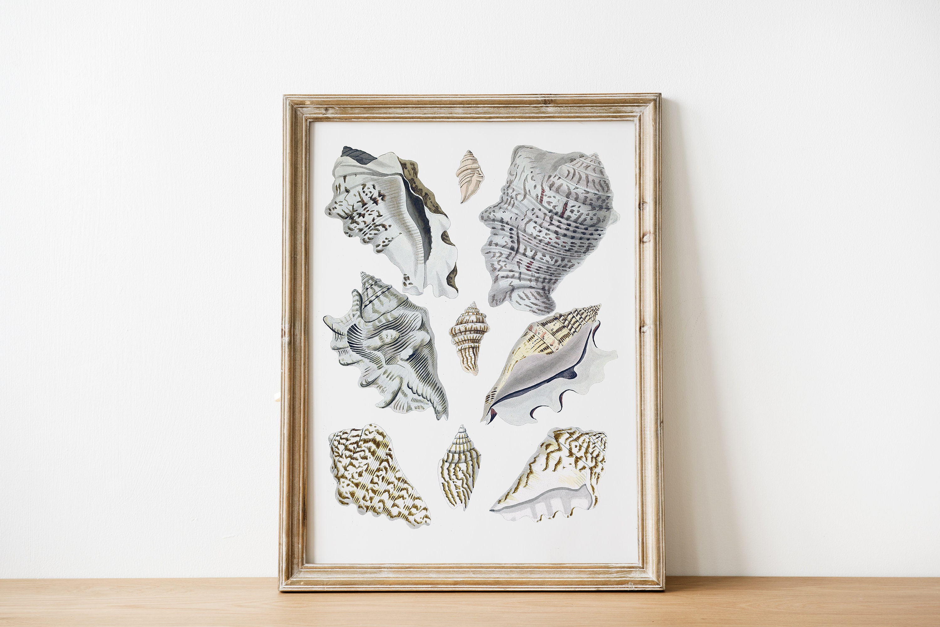Vintage Seashell Poster Coastal Wall Art Vintage Shells - Etsy