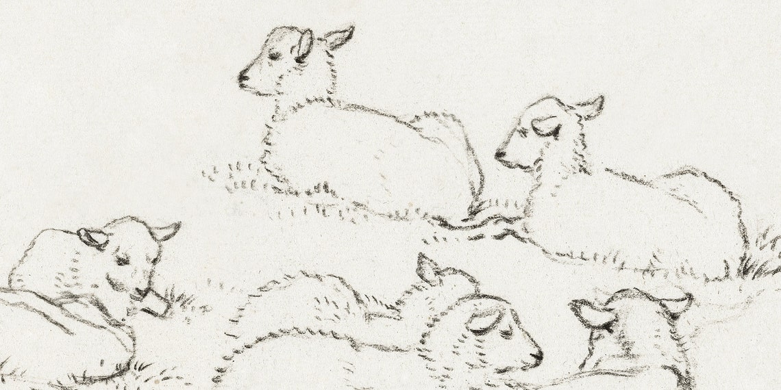 Vintage Sheep Sketch Sheep Line Art Pencil Sketch Drawing - Etsy