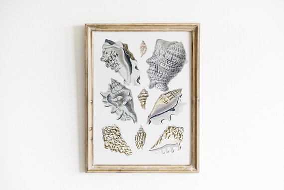 Vintage Seashell Poster Coastal Wall Art Vintage Shells - Etsy