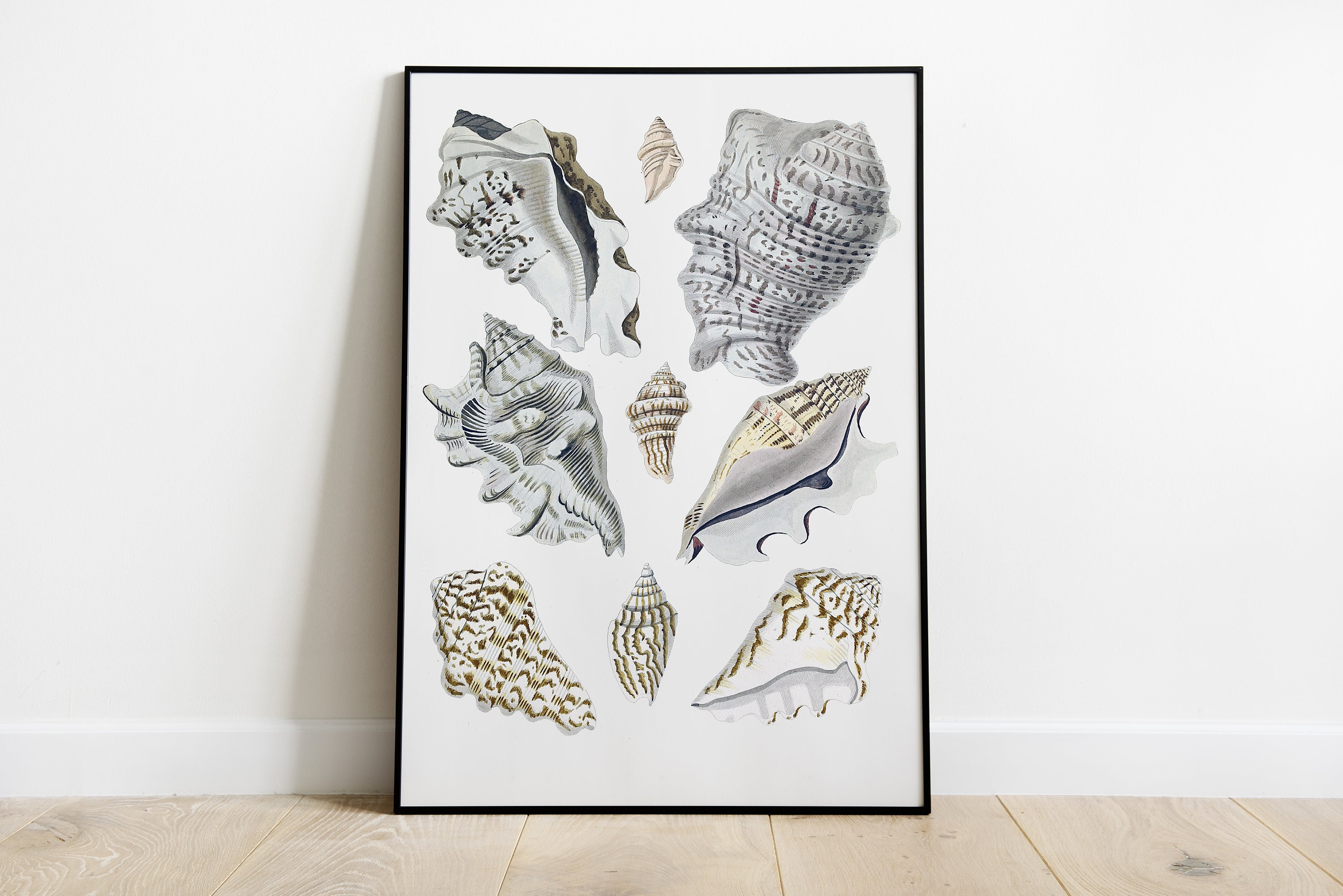 Vintage Seashell Poster Coastal Wall Art Vintage Shells Print Beach ...