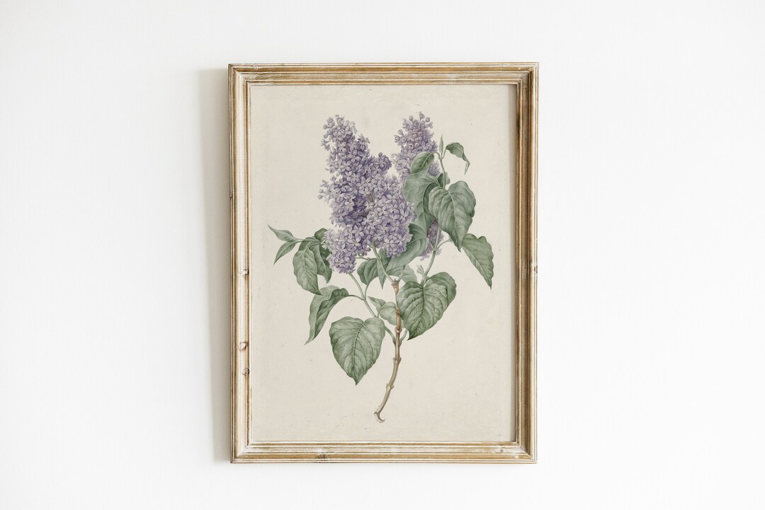Vintage Lilacs Botanical Print | Vintage Printable Lilac Flower ...
