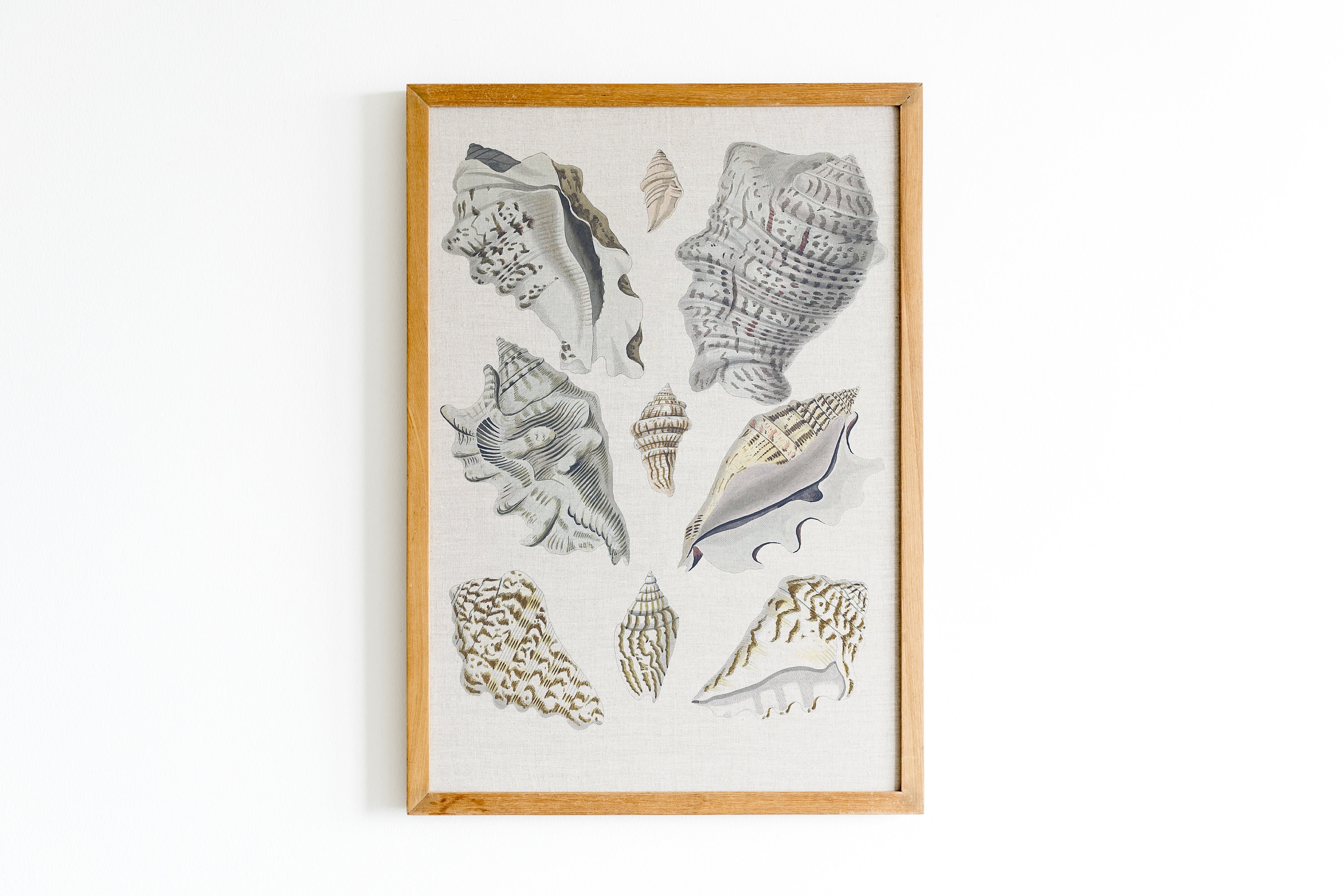 Vintage Seashell Poster Coastal Wall Art Vintage Shells - Etsy