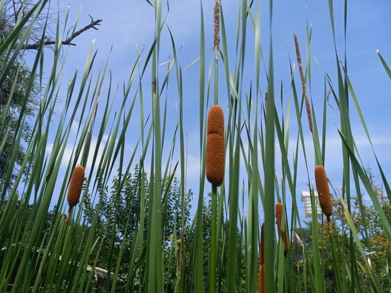 Live Cattails Plant (typha Latifolia) - Etsy
