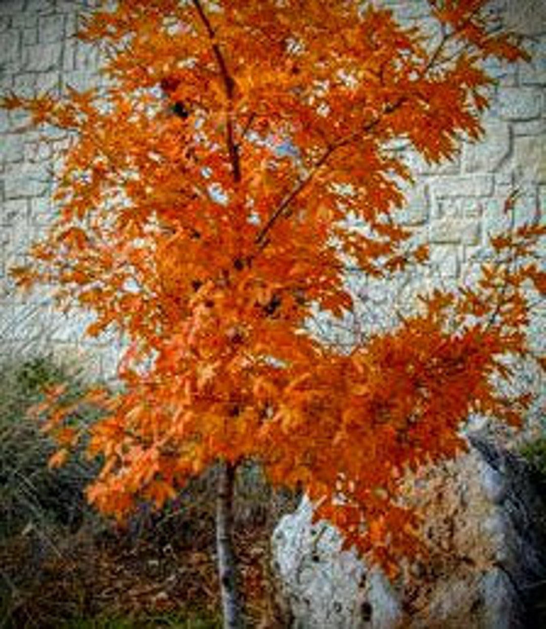 Bigtooth Maple Seeds (harvested Fall 2023) - Etsy