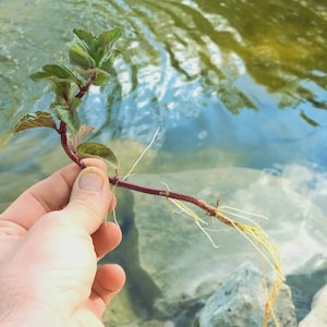 Aquatic Mint (mentha Aquatica) Live Plant, Organic (for Freshwater ...