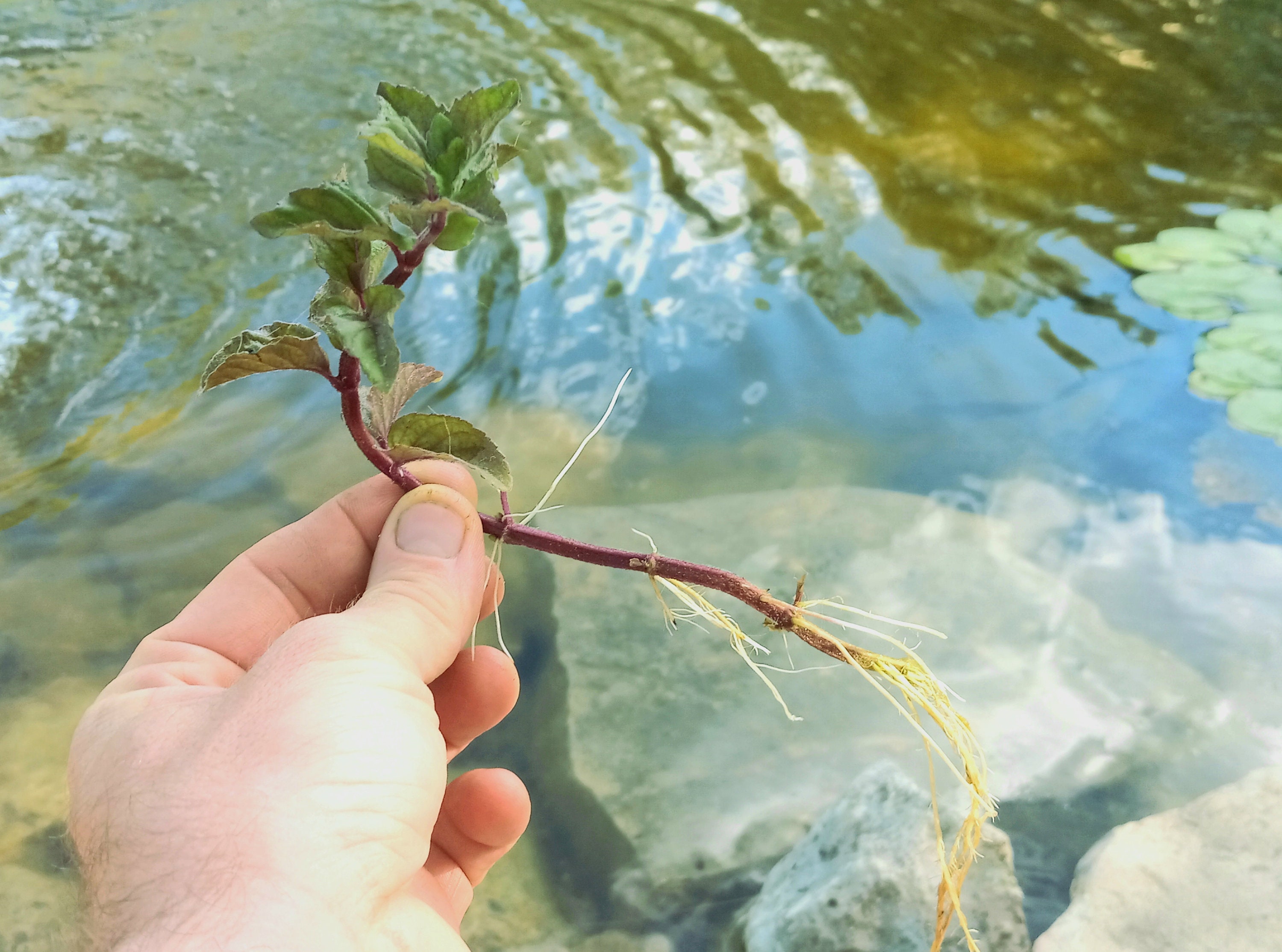 Aquatic Mint (mentha Aquatica) Live Plant, Organic (for Freshwater ...