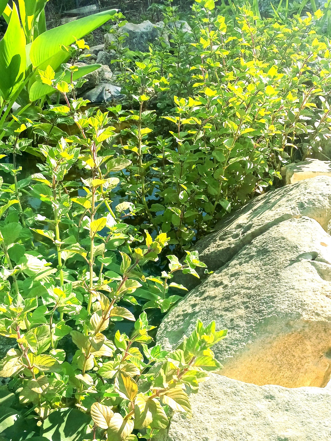 Aquatic Mint (mentha Aquatica) Live Plant, Organic (for Freshwater ...