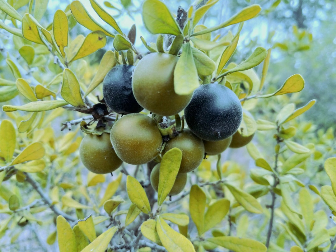 Texas Persimmons (diospyros Texana) Fruit Tree Seeds (harvested Fresh ...