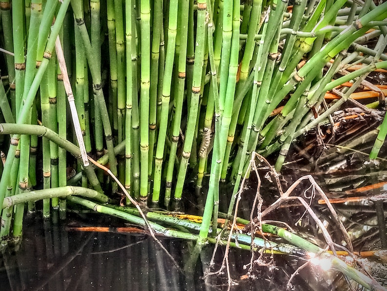 Live Horsetail Plant (equisetum Fluviatile) - Etsy