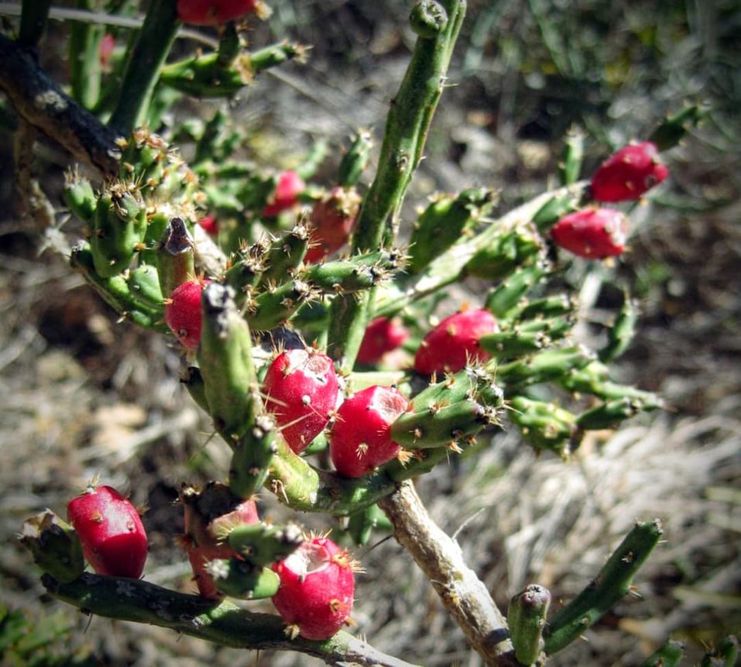 Live Cholla Pencil Cactus (with Roots) - Etsy