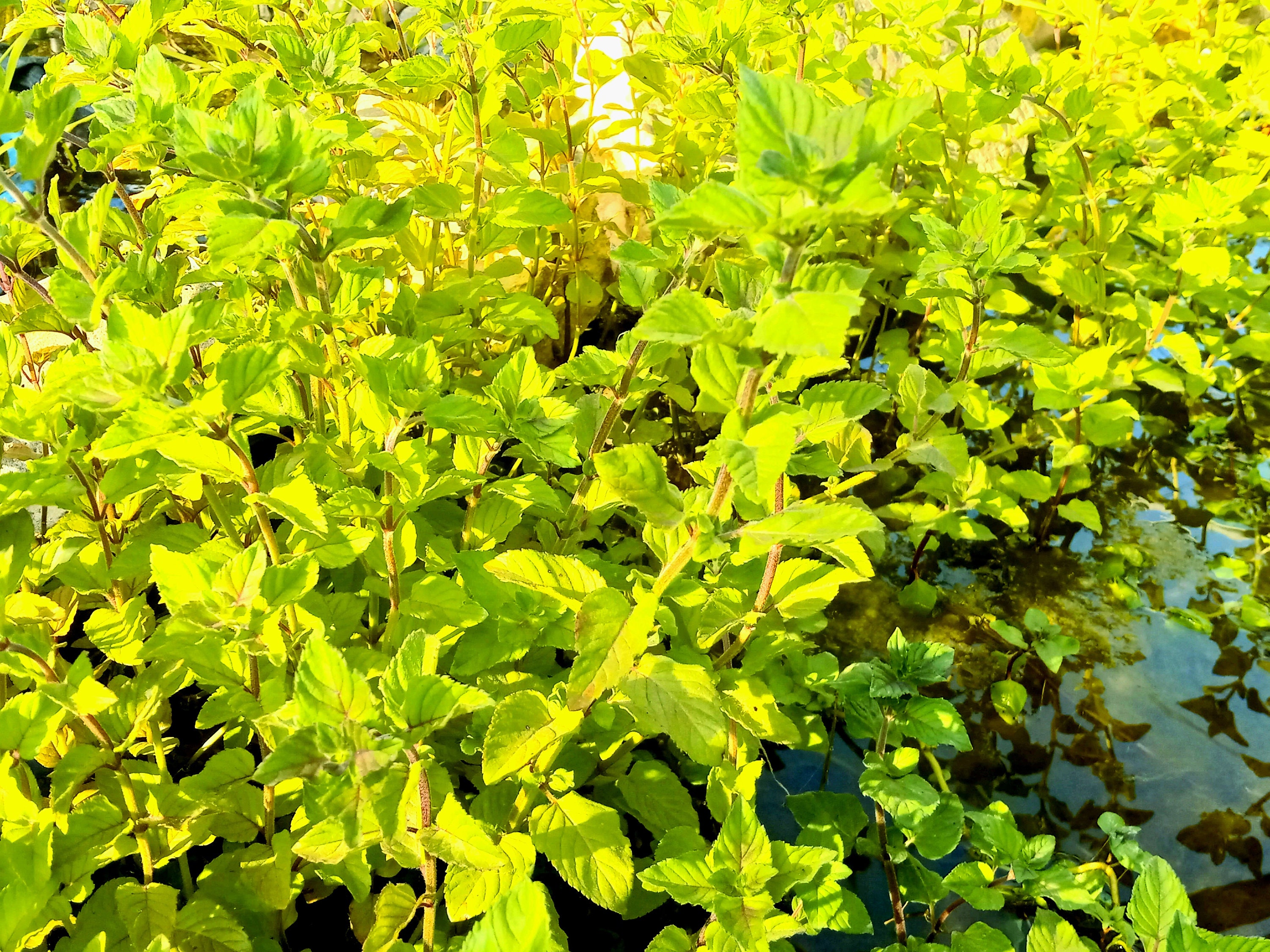 Aquatic Mint mentha Aquatica Live Plant, Organic for Freshwater Ponds ...