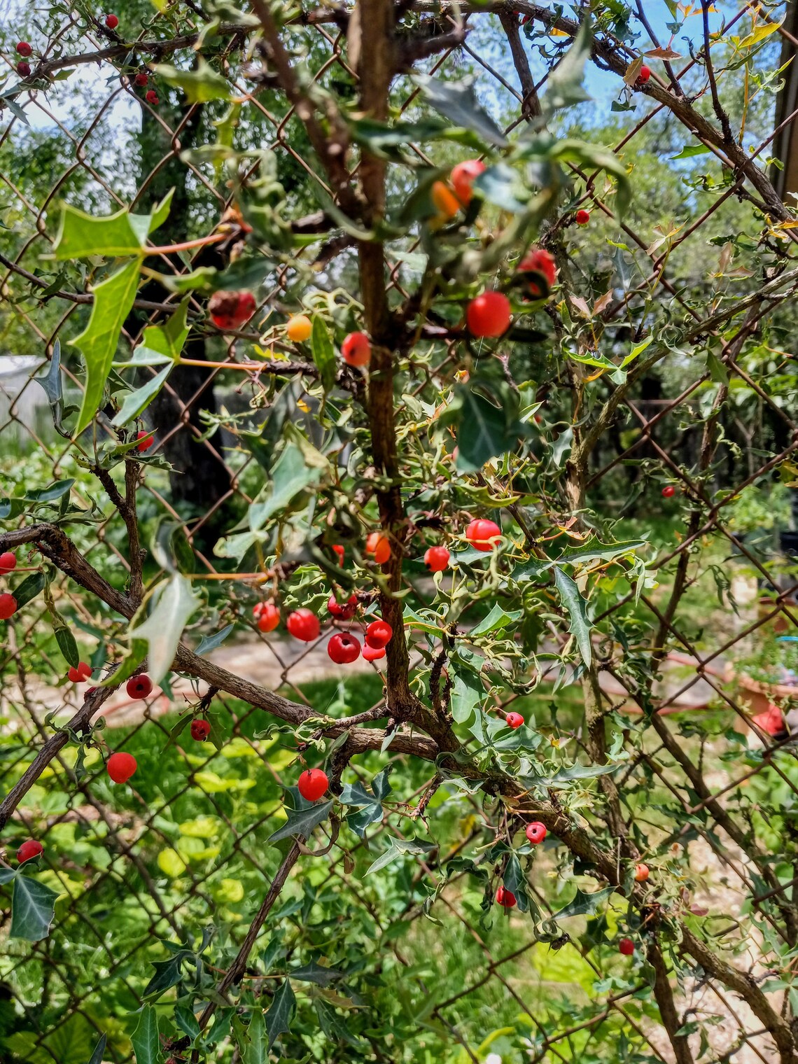Agarita Berry Seeds - Fresh, Harvested 2023 - Etsy