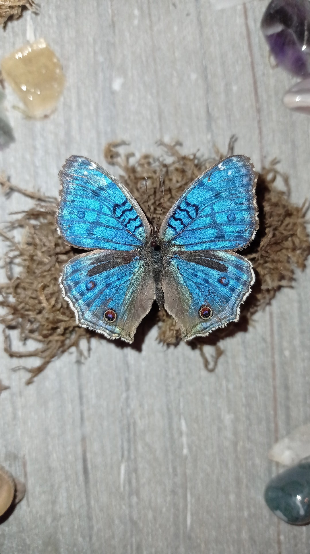 Butterfly in the Frame precis Rhadama Taxidermy - Etsy