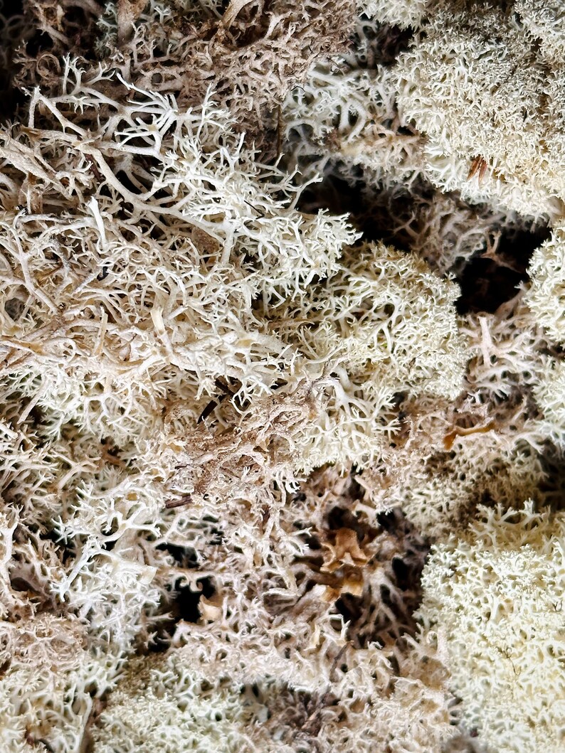 Natural Reindeer Moss, Dried Preserved Lichen, DIY Moss Projects ...