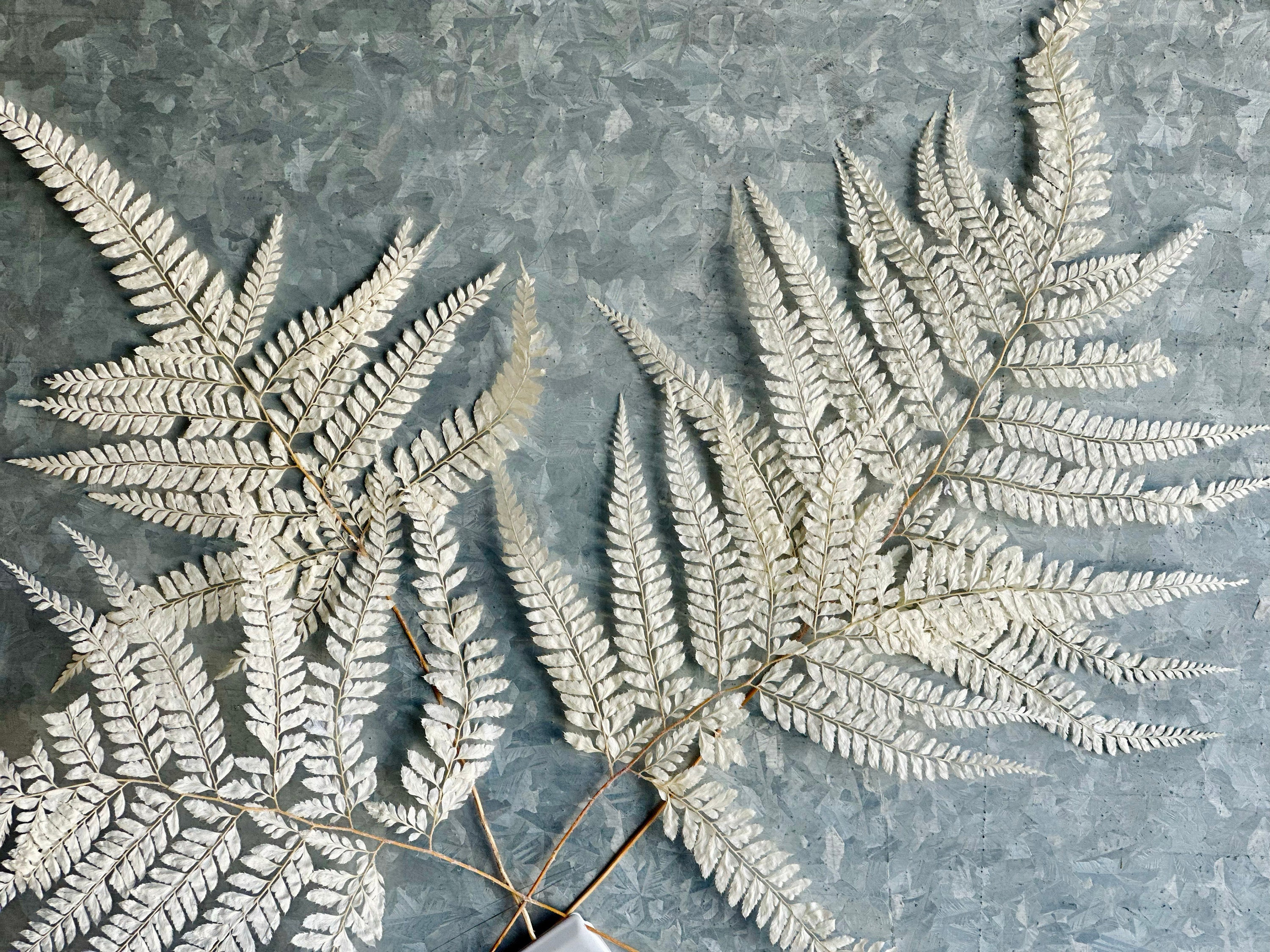 White Bleached Fern Leaf, Natural Preserved, Home and Office Decor ...