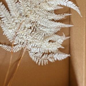 White Bleached Fern Leaf, Natural Preserved, Home and Office Decor ...