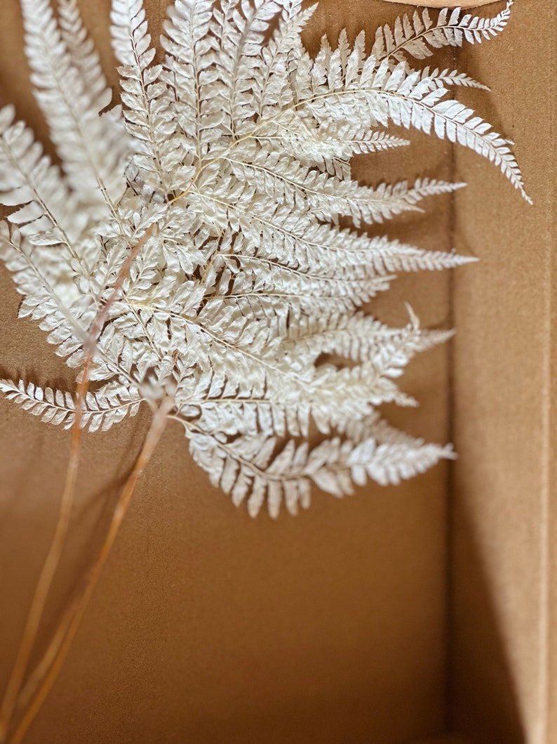 White Bleached Fern Leaf, Natural Preserved, Home and Office Decor ...