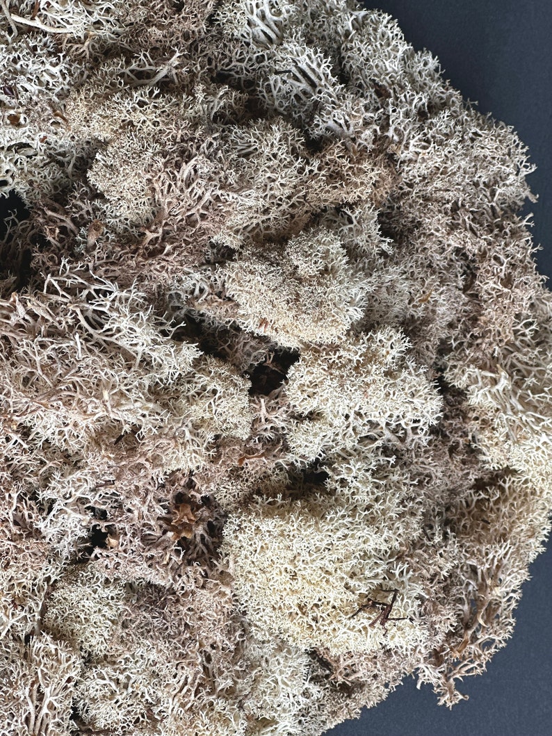 Natural Reindeer Moss, Dried Preserved Lichen, DIY Moss Projects ...