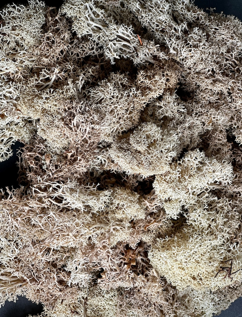 Natural Reindeer Moss, Dried Preserved Lichen, DIY Moss Projects ...