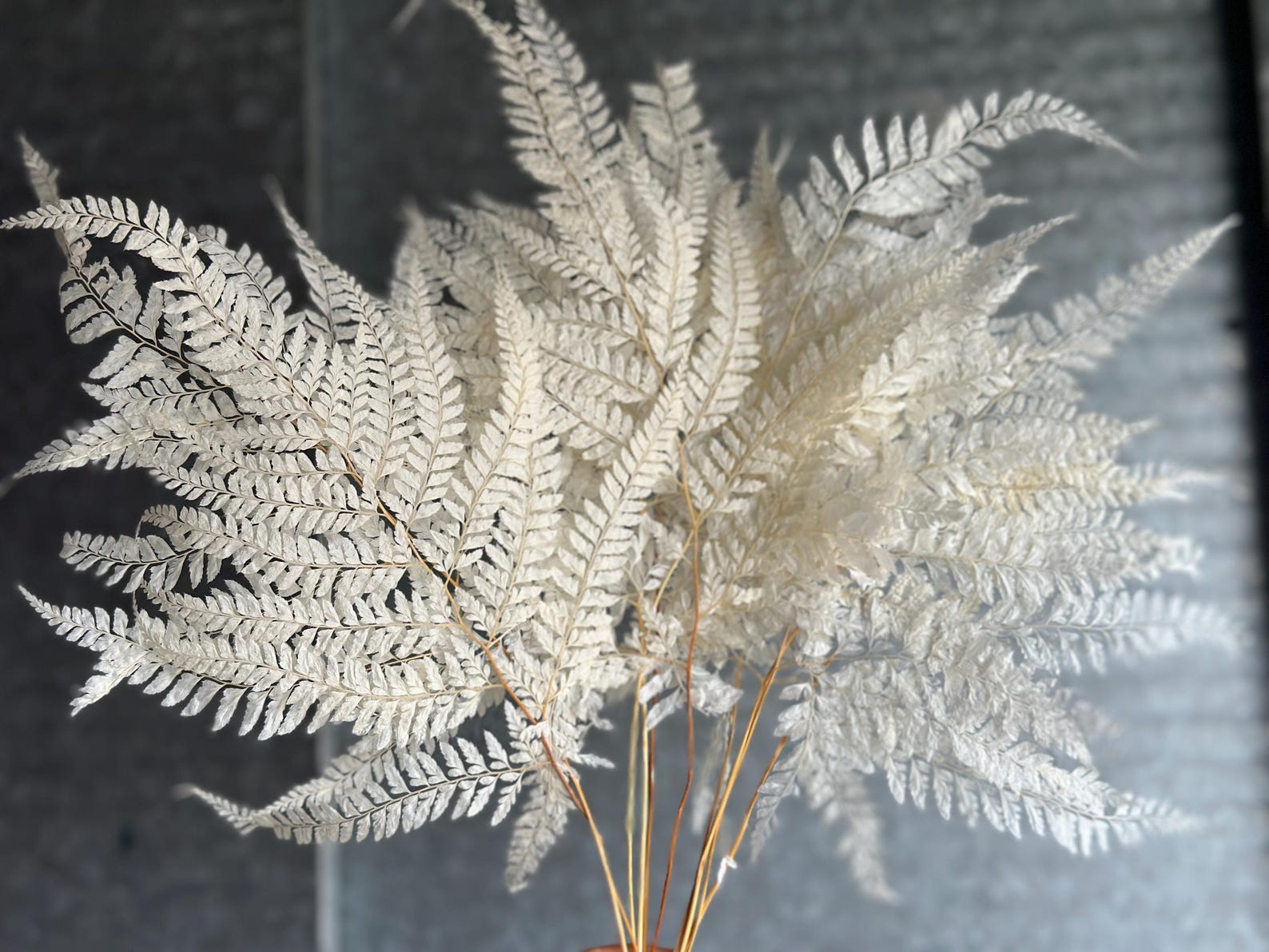 White Bleached Fern Leaf, Natural Preserved, Home and Office Decor ...