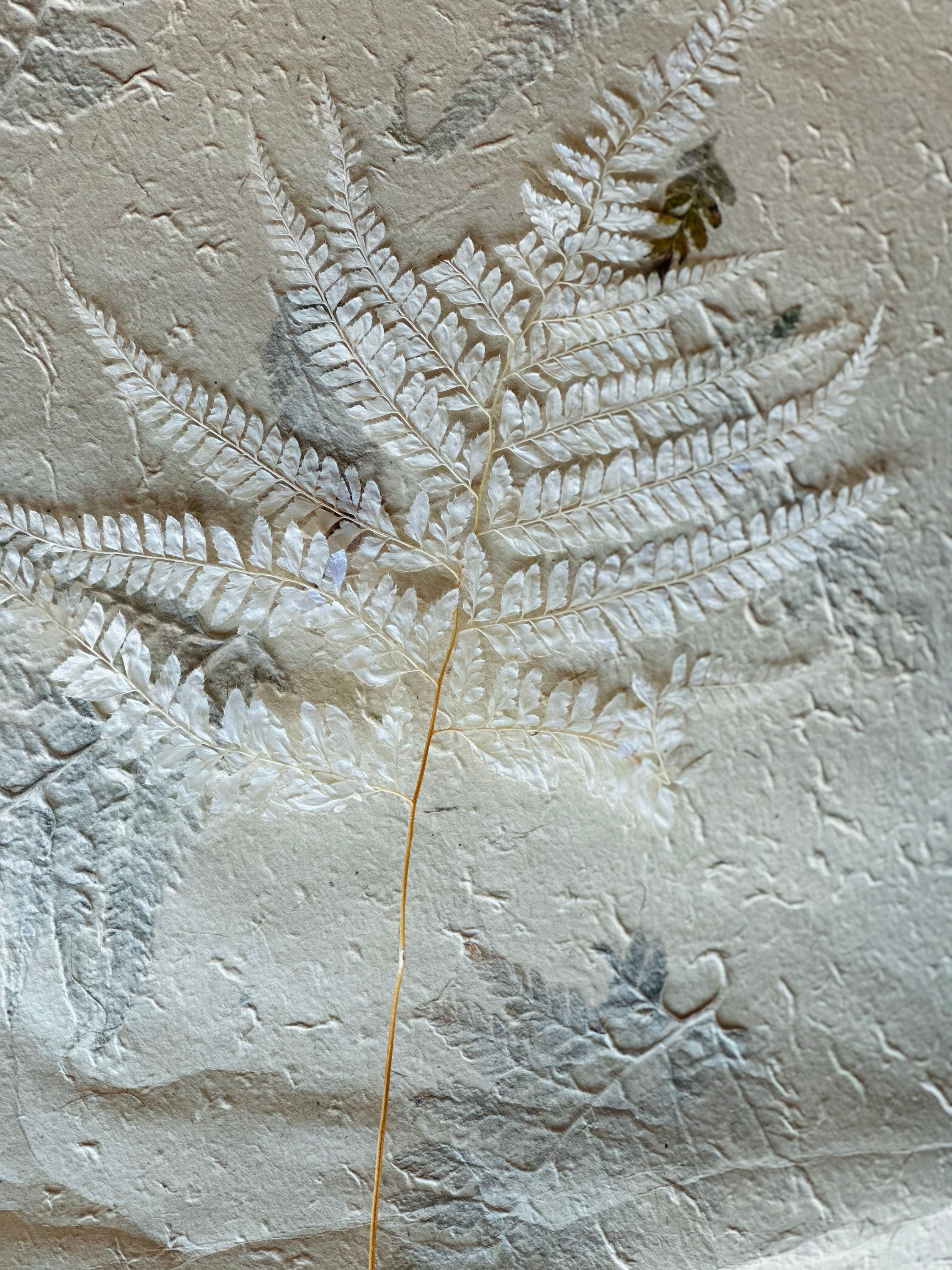 White Bleached Fern Leaf, Natural Preserved, Home and Office Decor ...