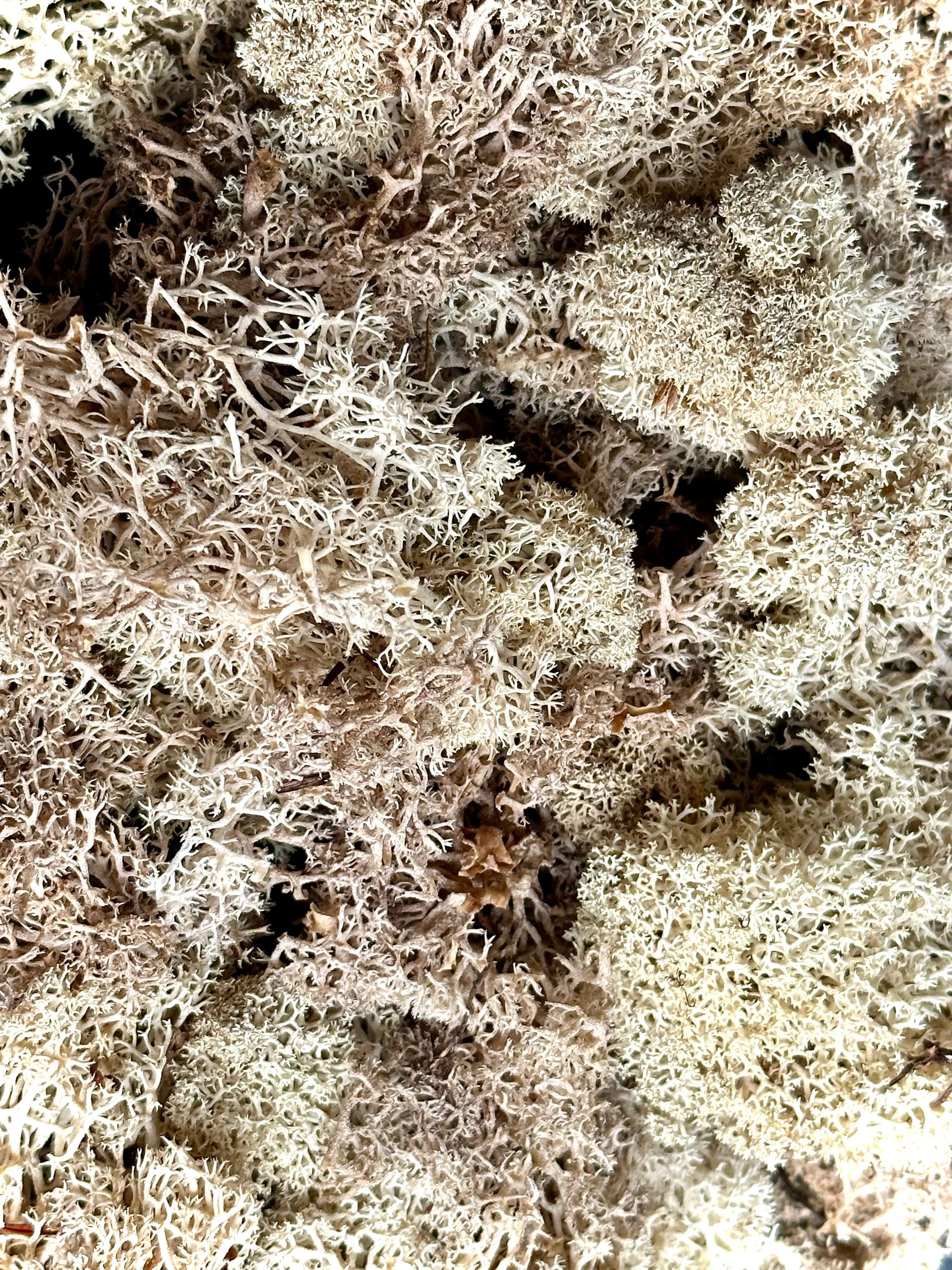 Natural Reindeer Moss, Dried Preserved Lichen, DIY Moss Projects ...