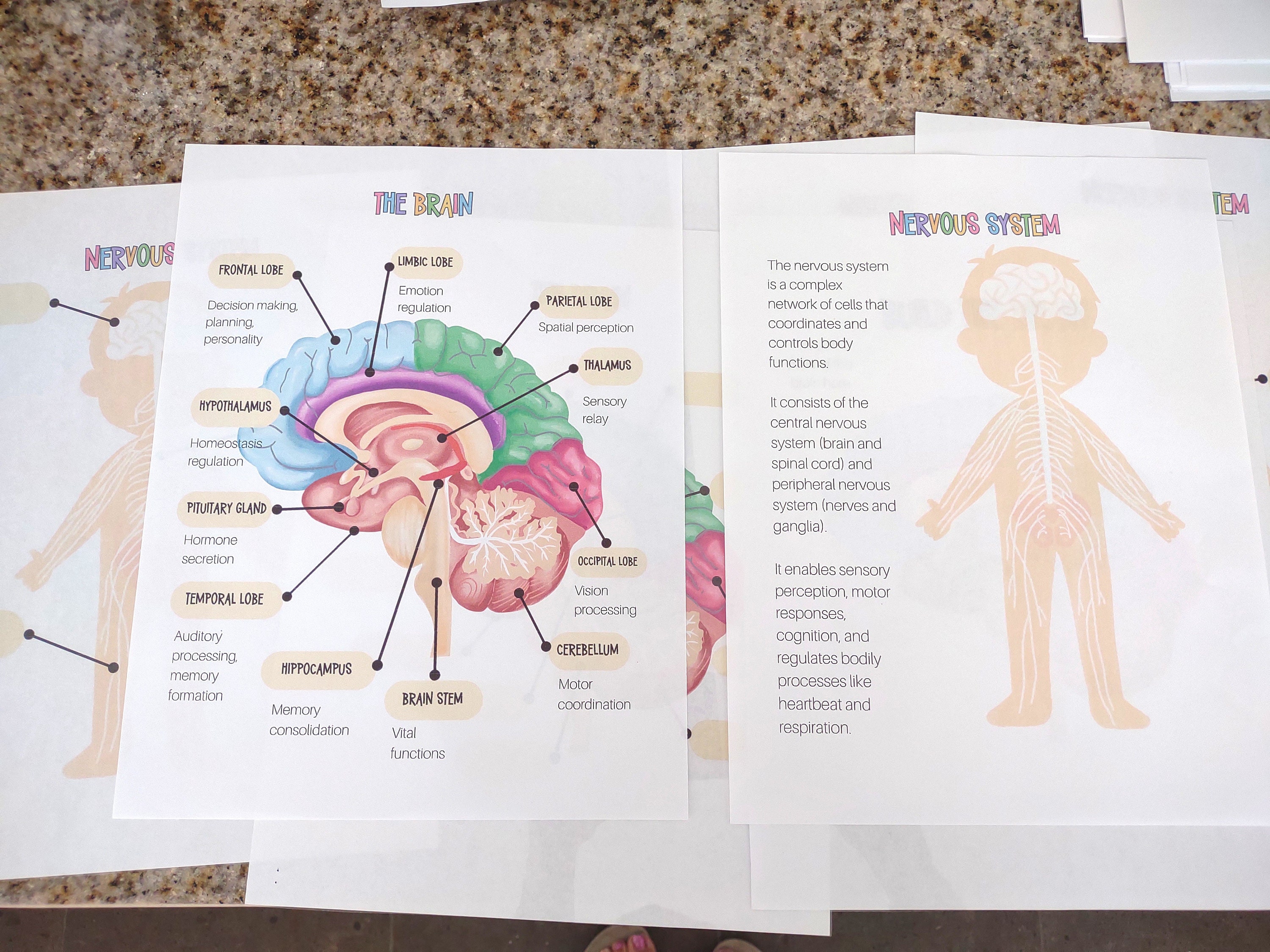 Human Nervous System Anatomy Bundle, About Me Homeschool Curriculum ...