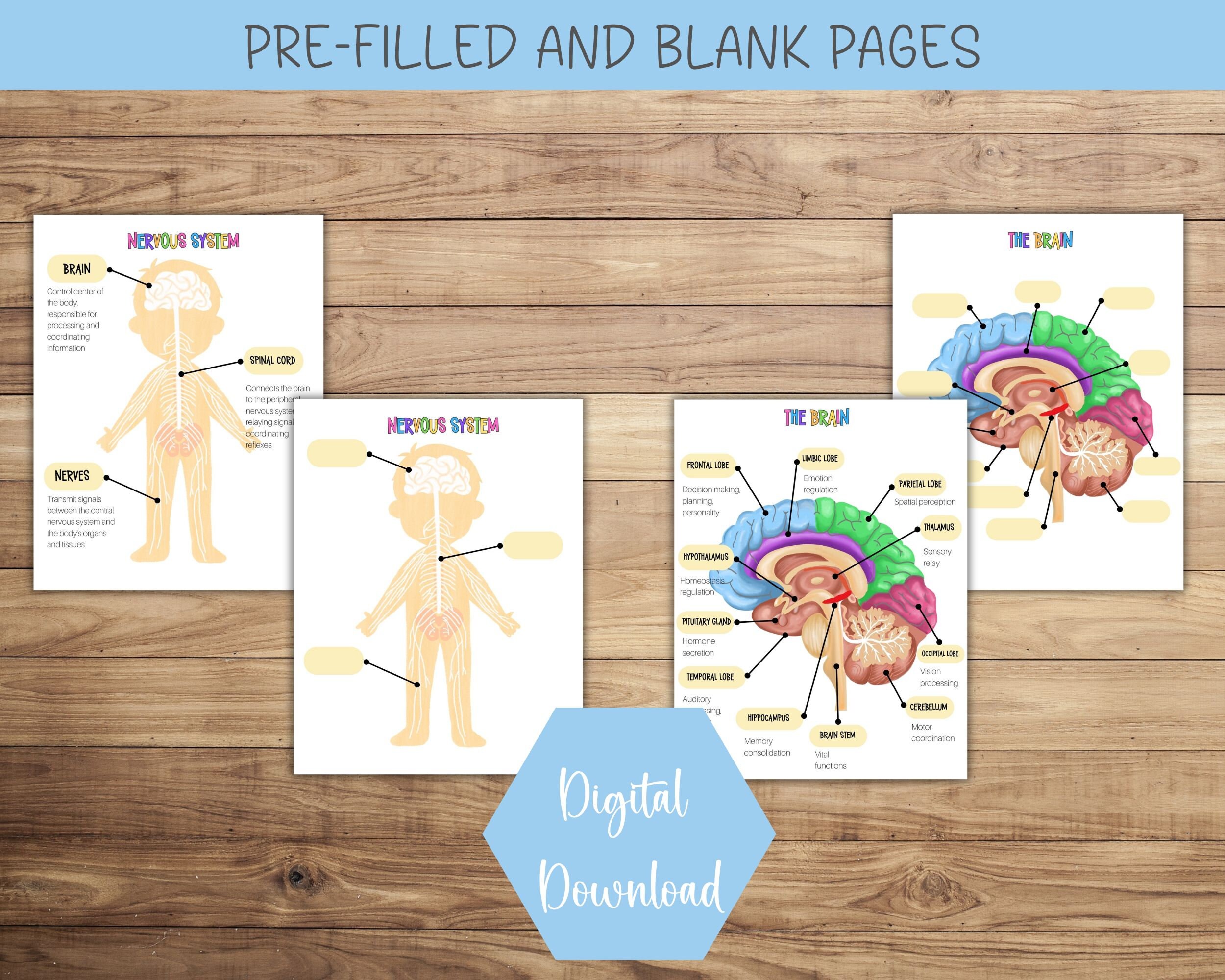 Human Nervous System Anatomy Bundle, About Me Homeschool Curriculum ...