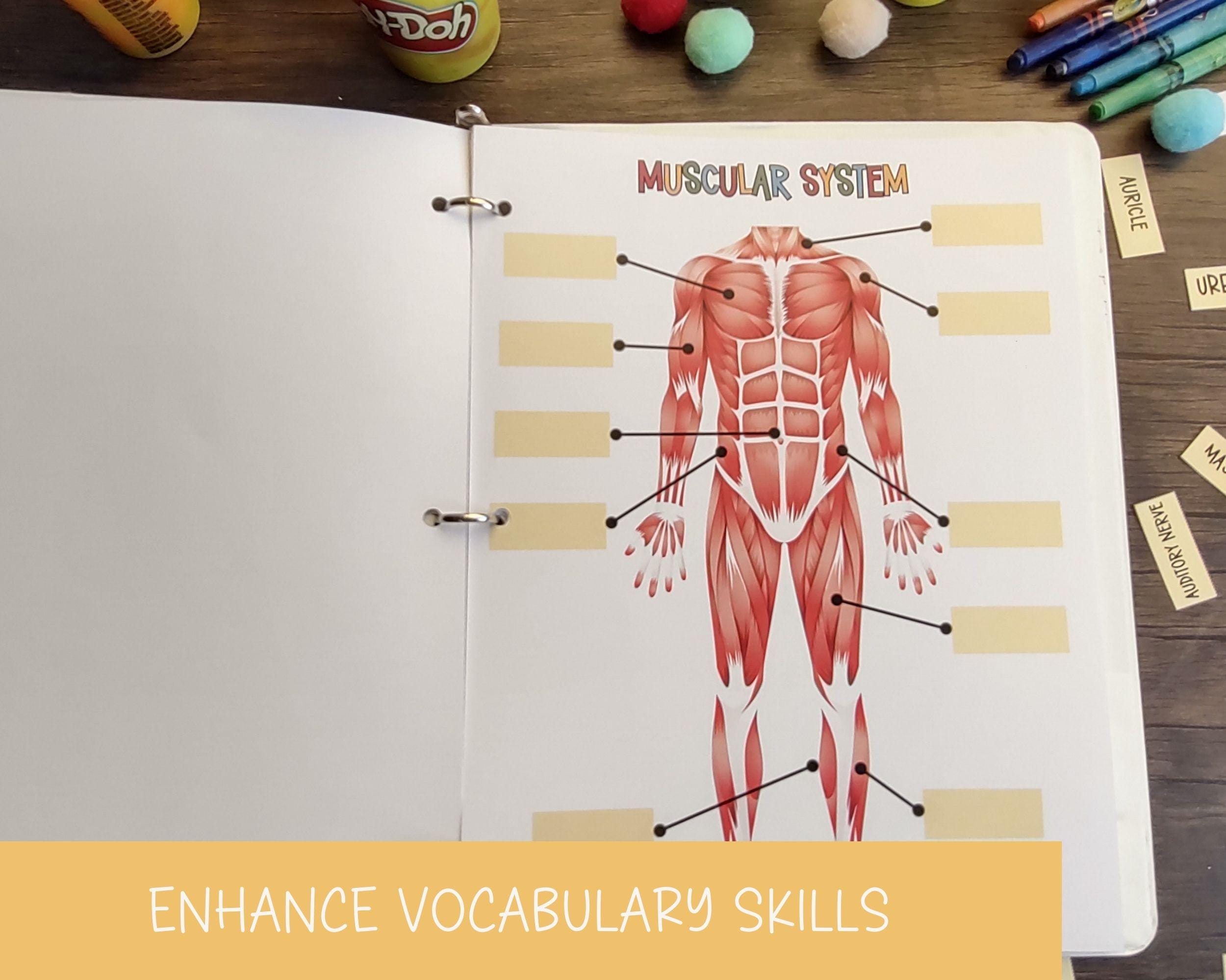 Muscular System Busy Book Printable Quiet Book Human Anatomy for Kids ...