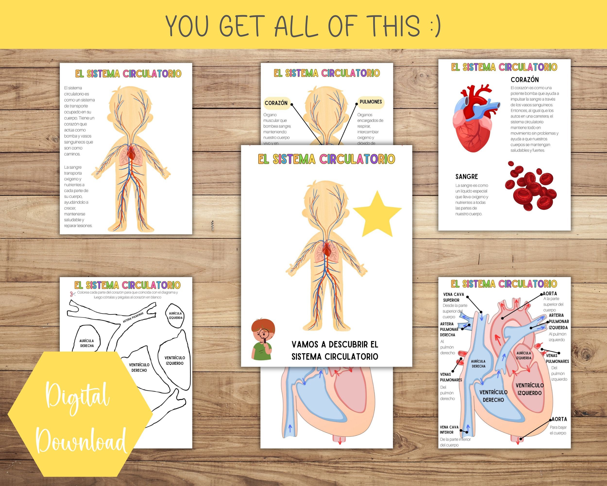 SPANISH Human Anatomy Circulatory System Busy Book Printable Preschool ...