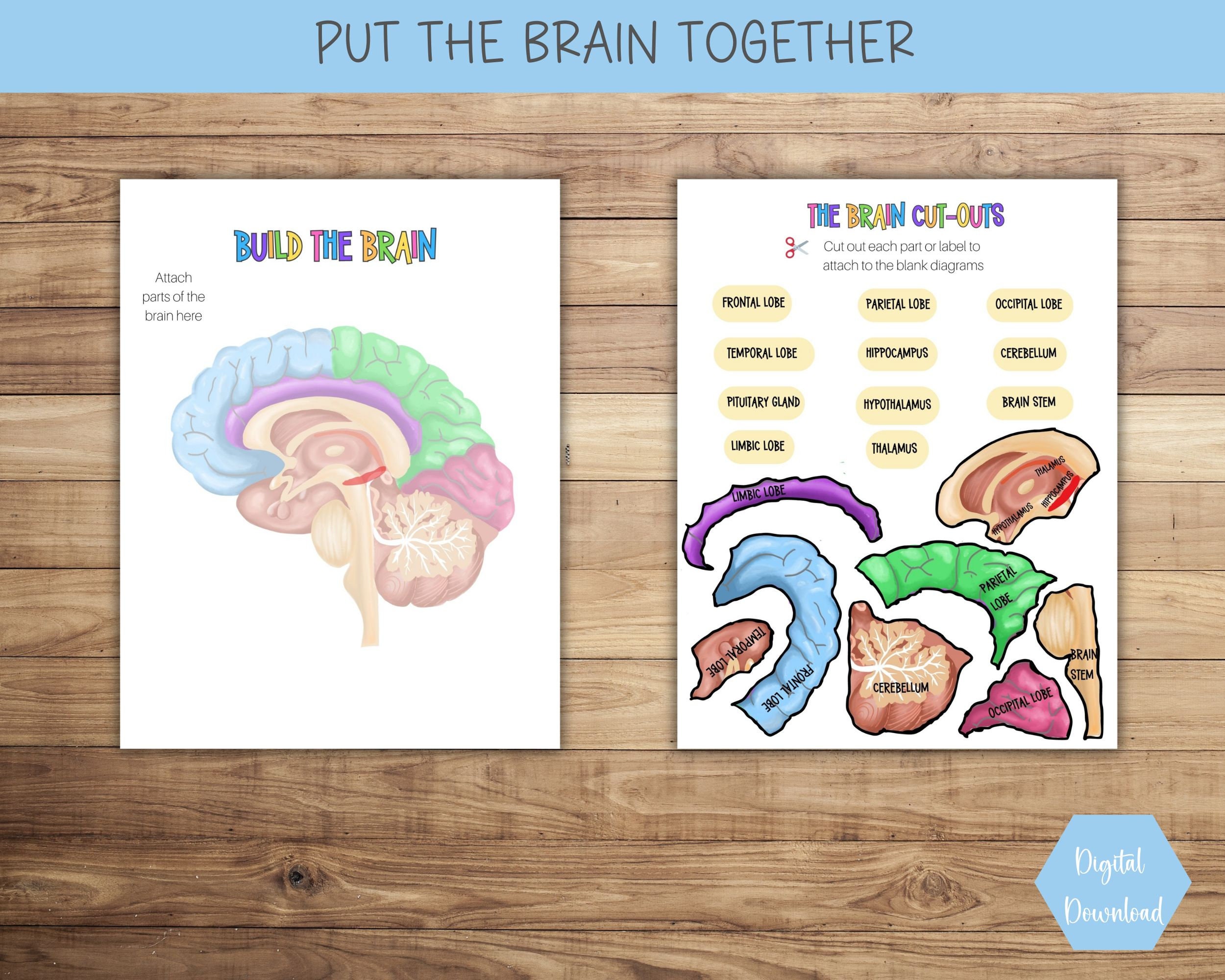 Human Nervous System Anatomy Bundle, About Me Homeschool Curriculum ...