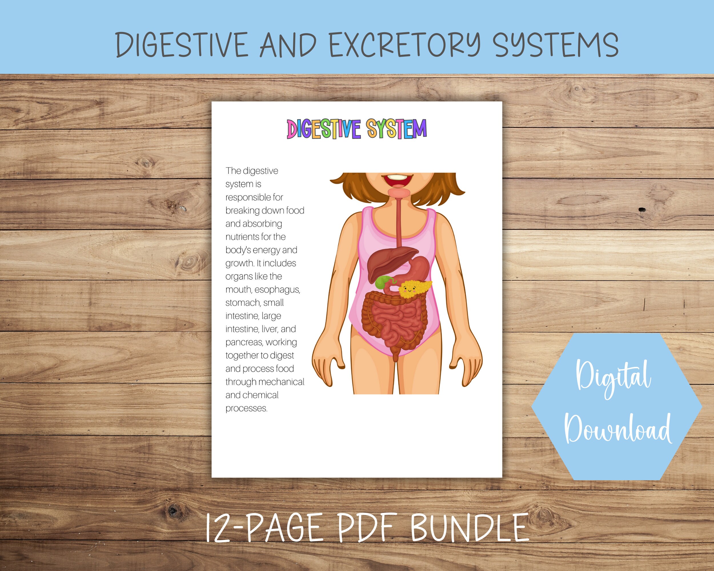 Excretory System For Kids Worksheets