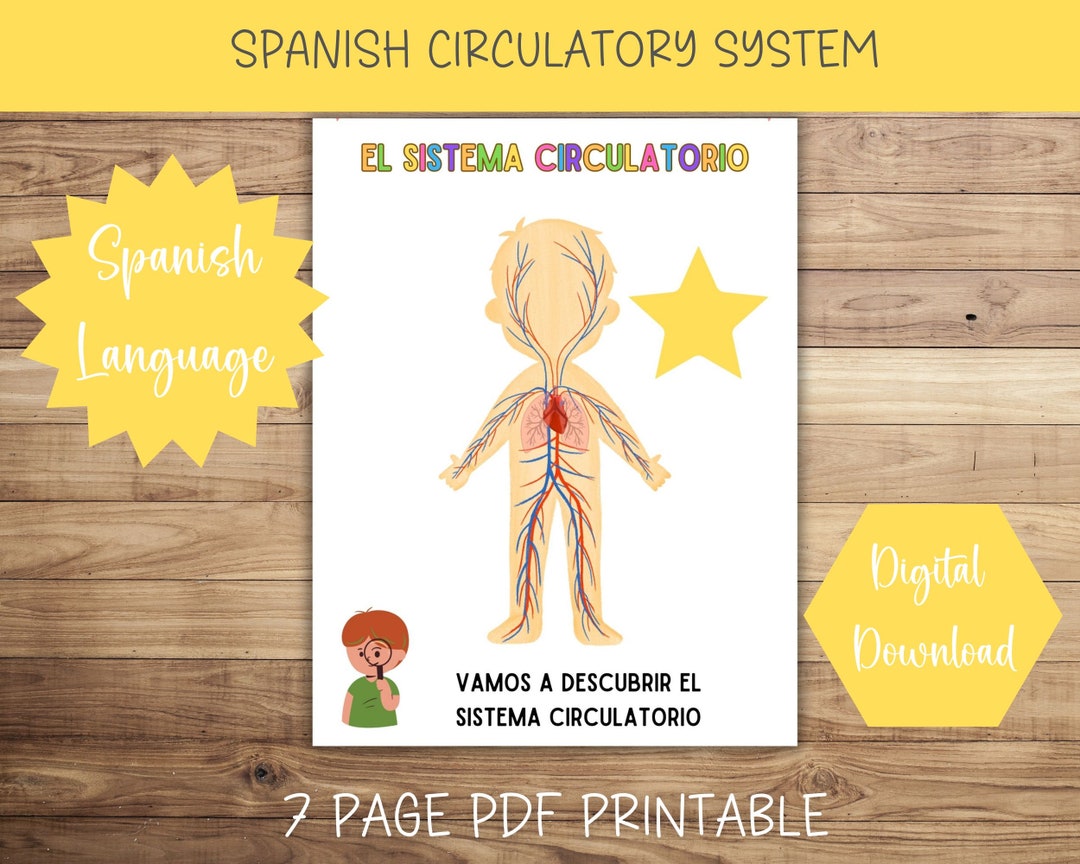SPANISH Human Anatomy Circulatory System Busy Book Printable Preschool ...