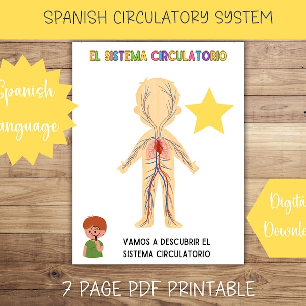 Circulatory System Worksheets - Etsy